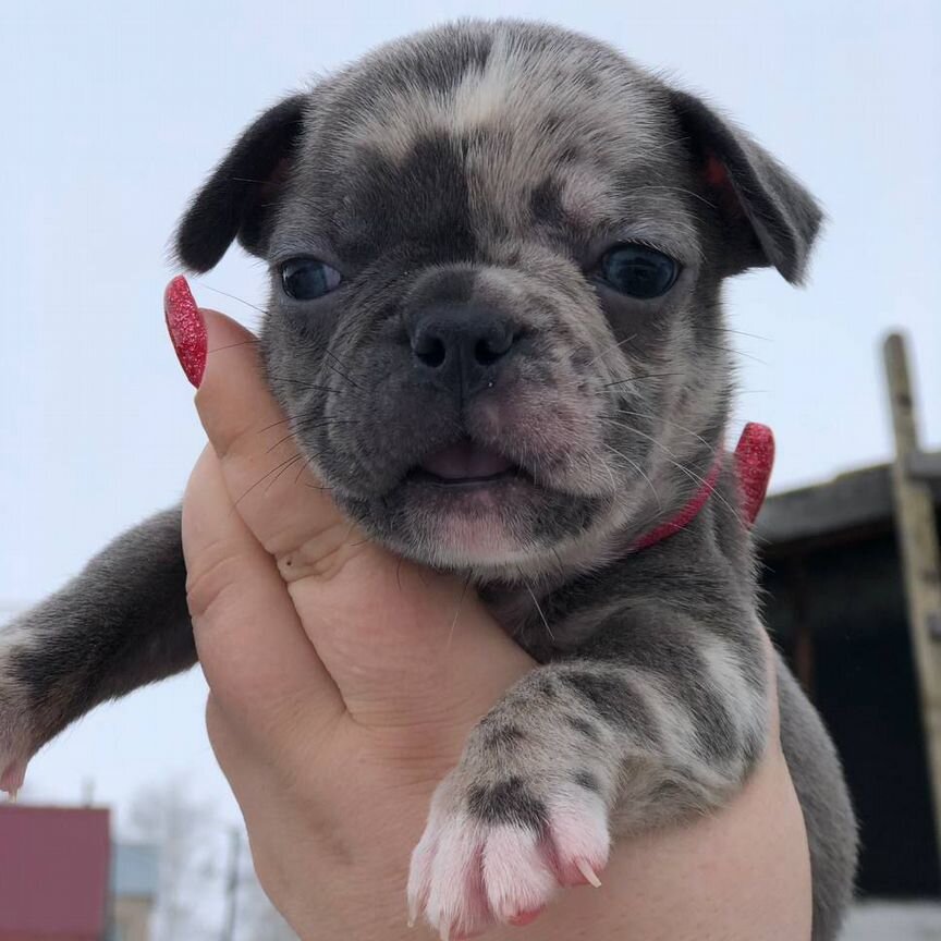 Французский бульдог мерле