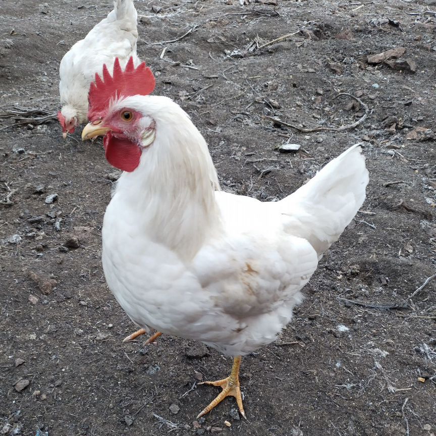 Молодые петухи