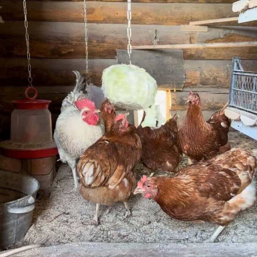 Куры несушки