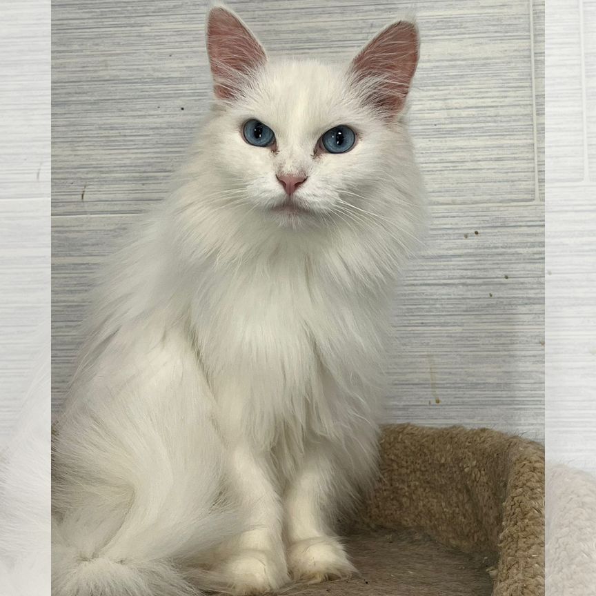 Кошка пушистая красавица