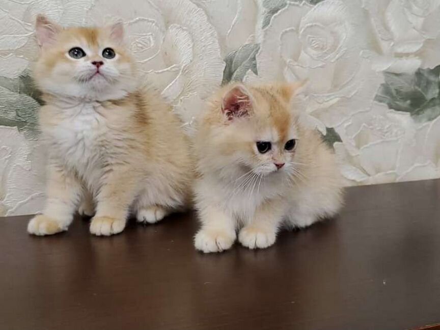 Золотая шиншилла,котик и кошечки