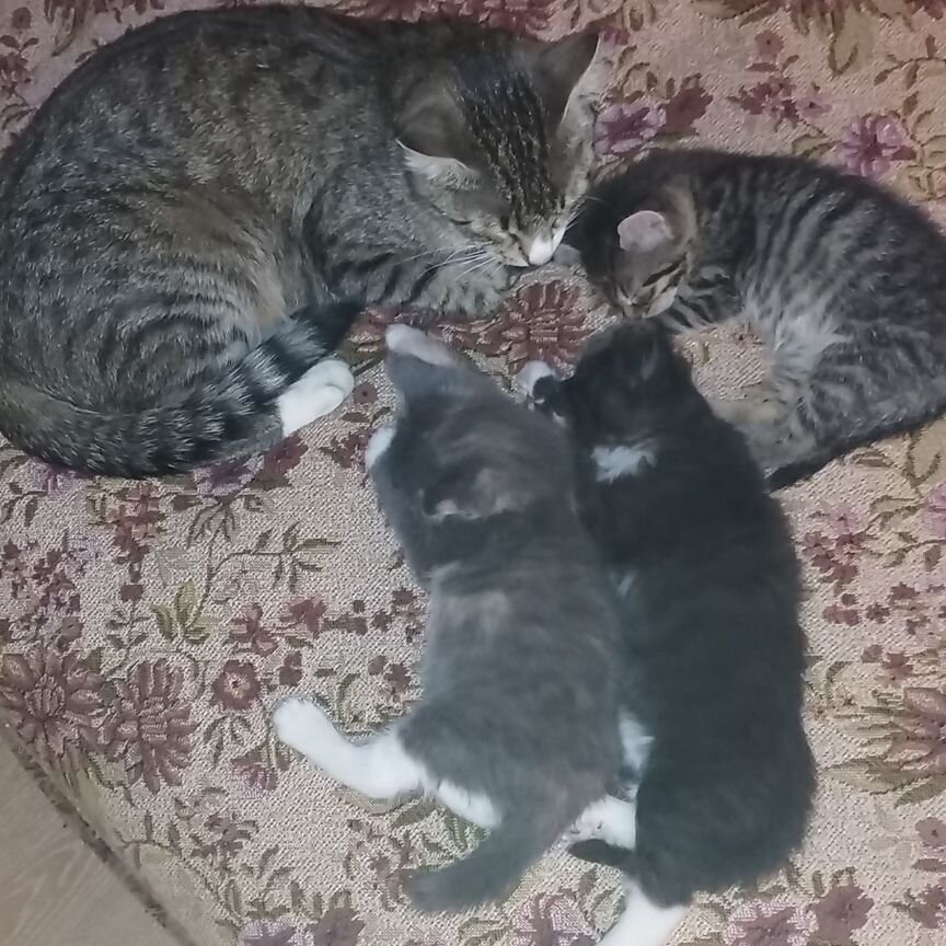Котятки в добрые руки