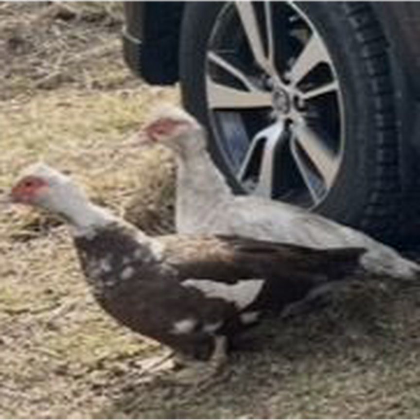 Индоутки. Инкубационное яйцо