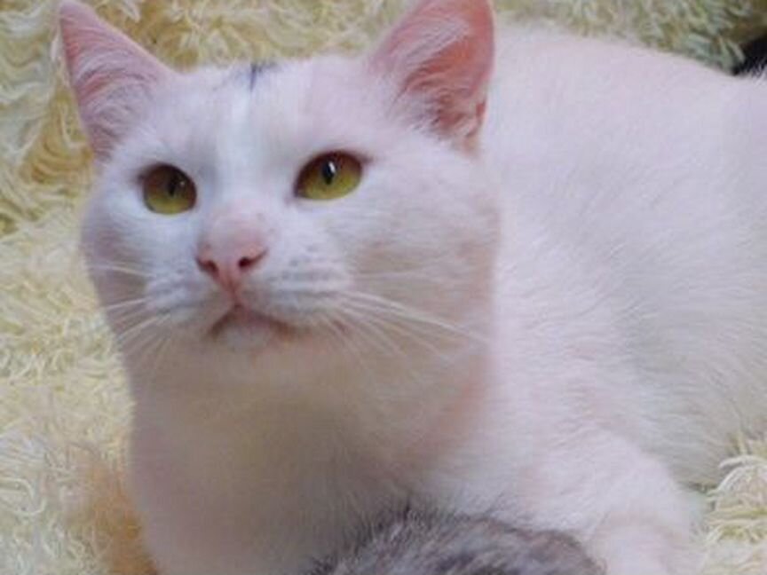 Белый кот