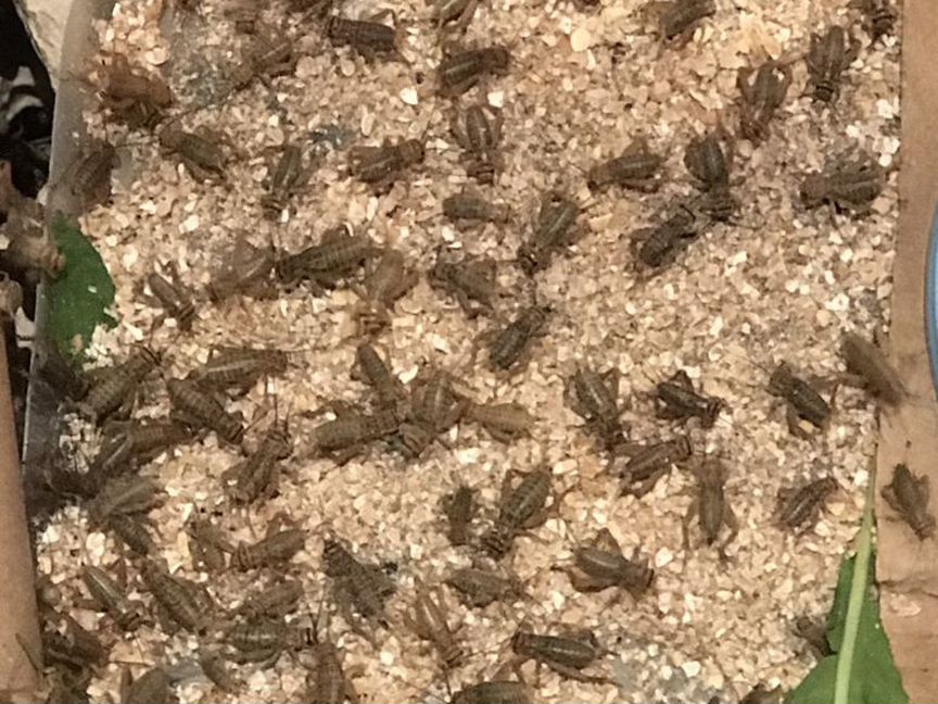 Сверчок домовой живой. Корм для рептилий и стрижей