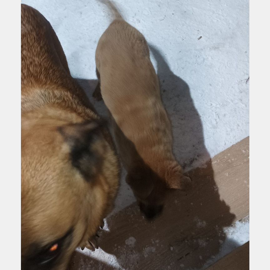 Щенок в добрые руки