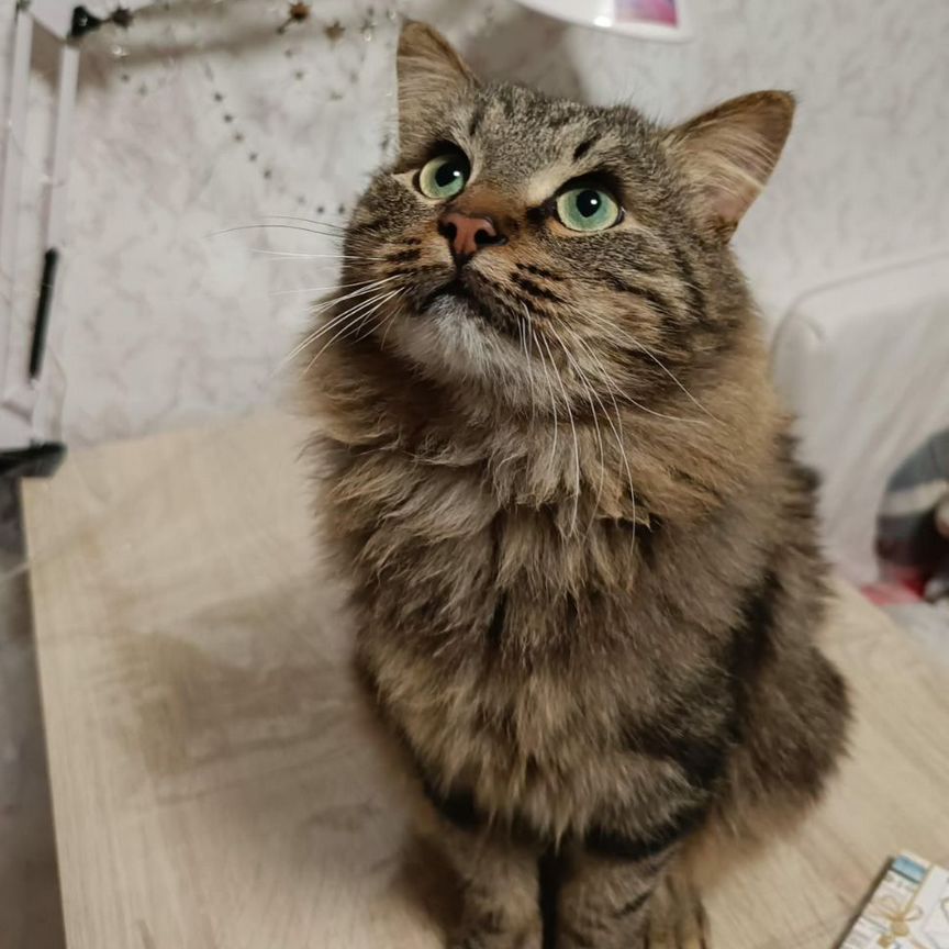 Котик в добрые руки
