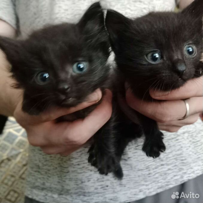 Отдам котят в добрые руки 2-х месячные