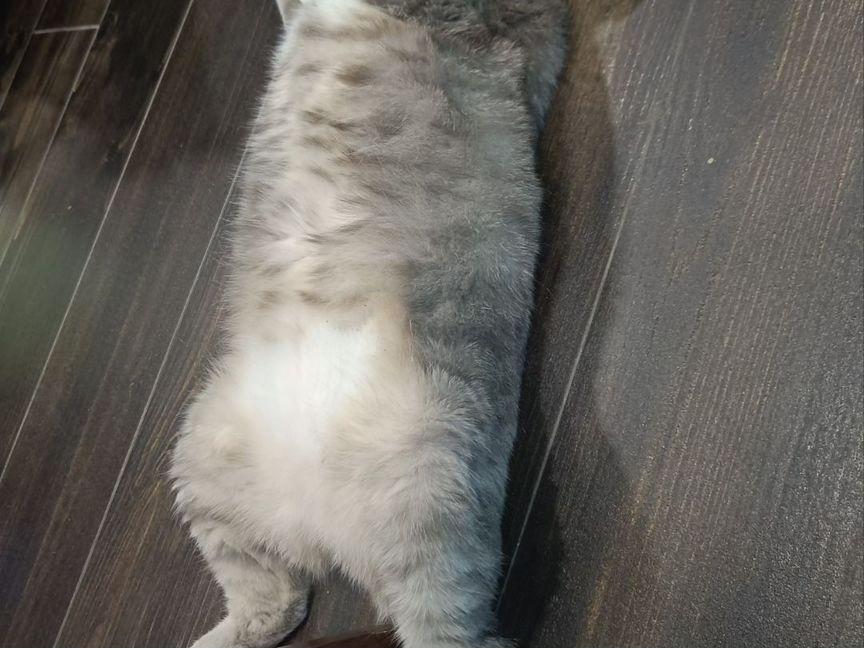 Отдам серую кошку
