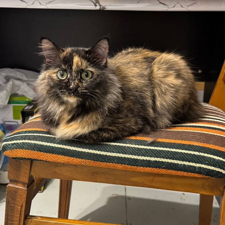 Кошечка Арти в добрые руки