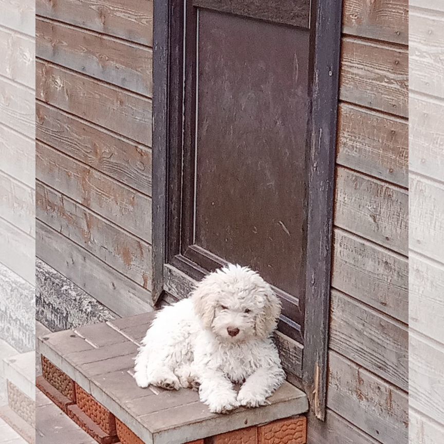 Щенок Лаготто Романьоло гипоаллергенной породы