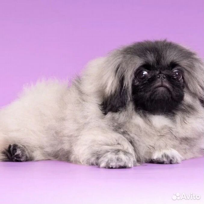 Щенки пекинеса москва и московская область
