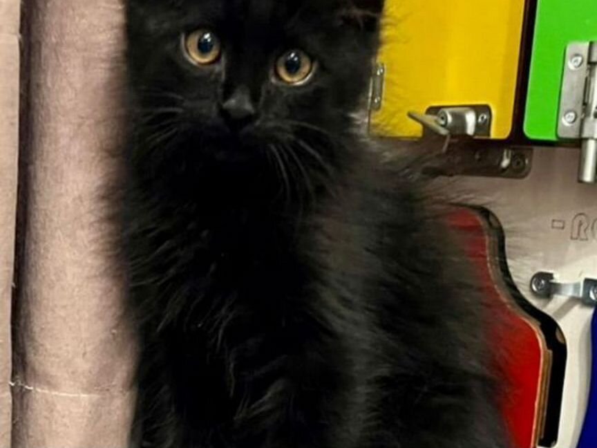 Котенок 2 месяца ищет дом