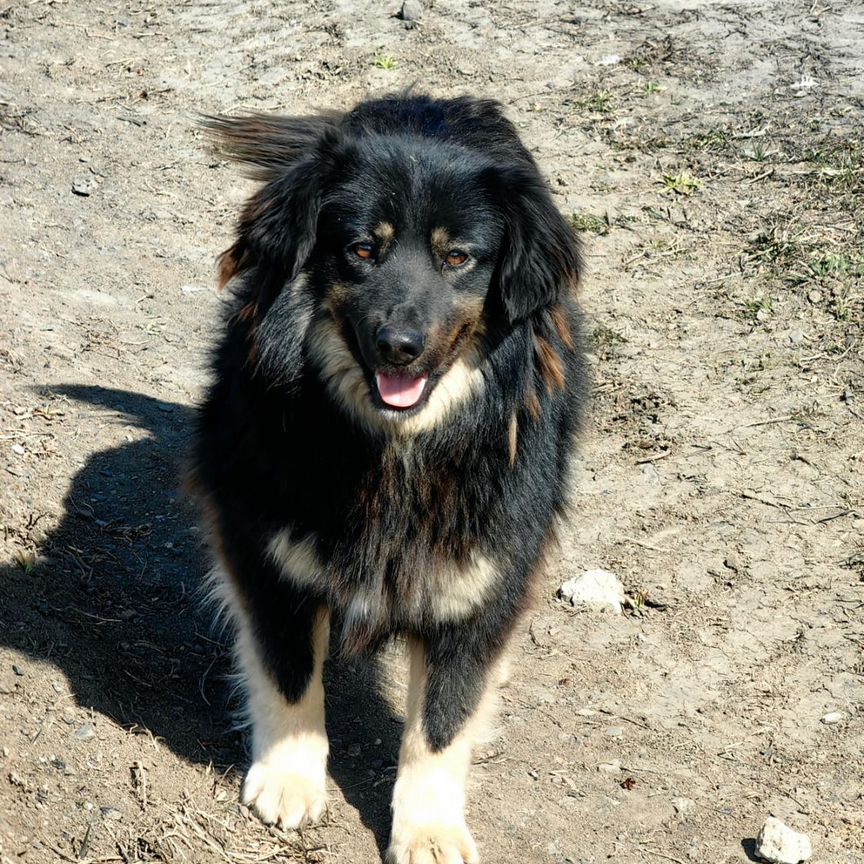 Собака в добрые руки