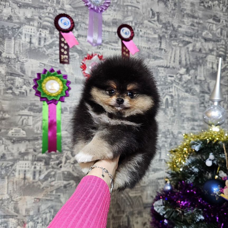 Мини мальчик, пушистый мишка