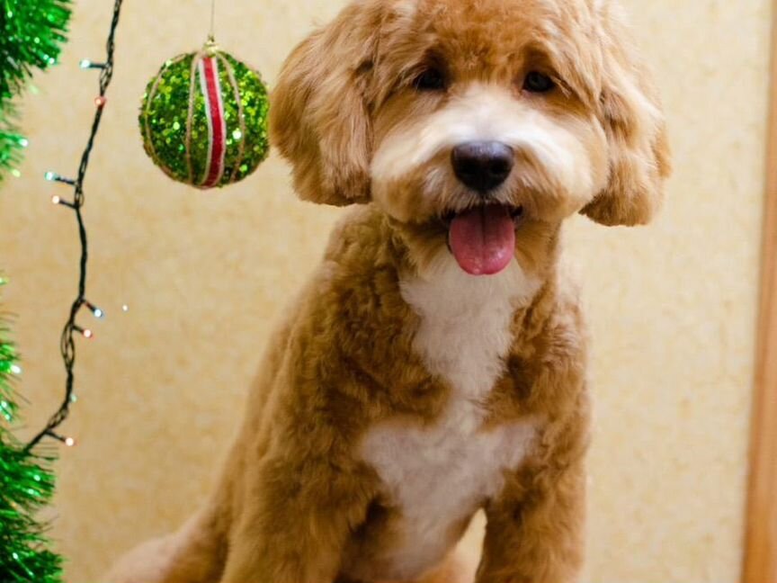 Собака мальтипу