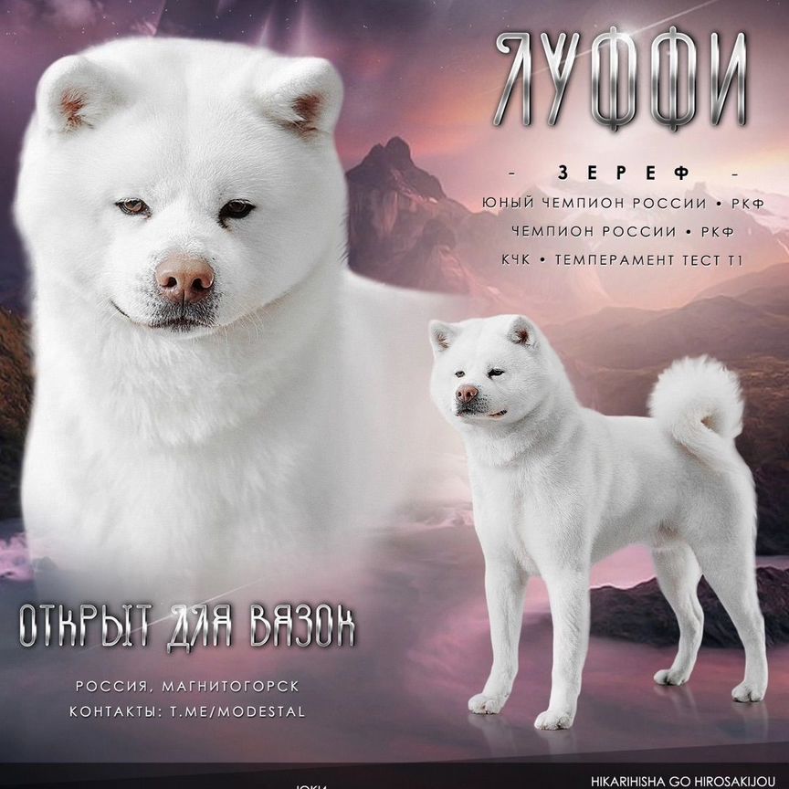 Японский Акита на вязку