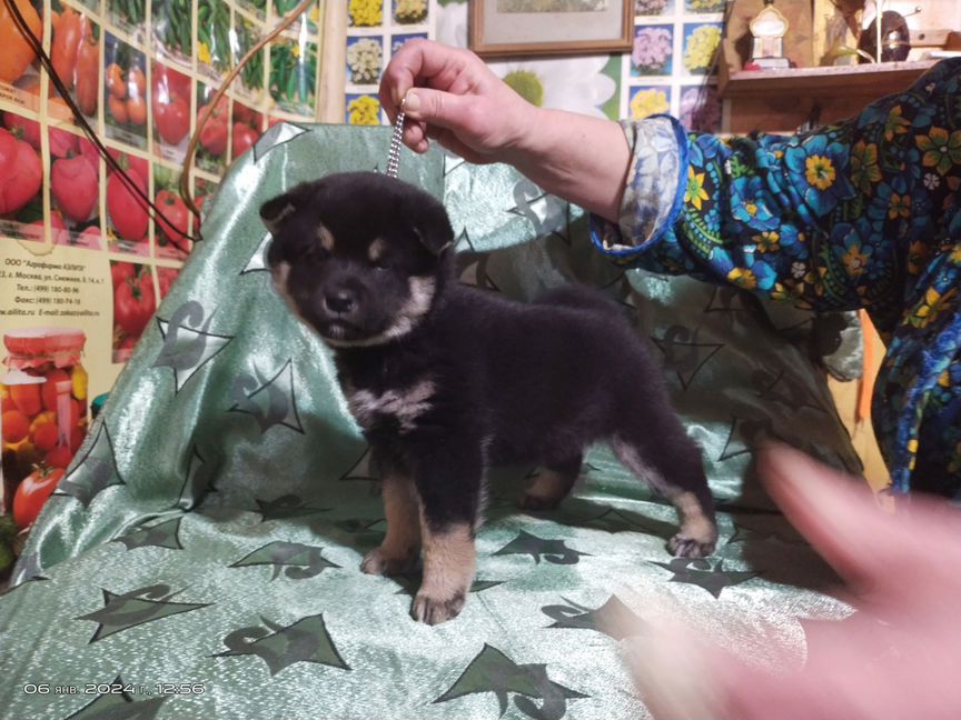 Сиба ину щенок мальчик