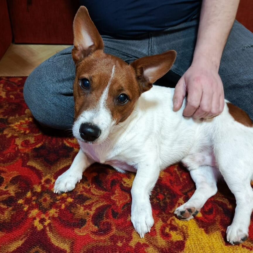 Джек рассел терьер