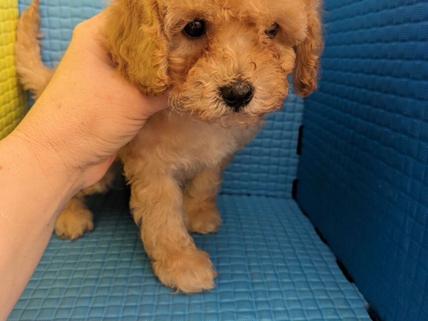 Мальчик пуделек