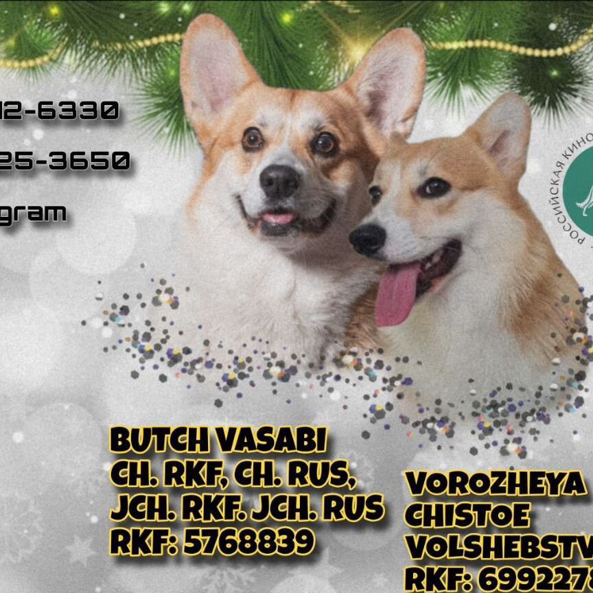 Вельш Корги Пемброк, щенок