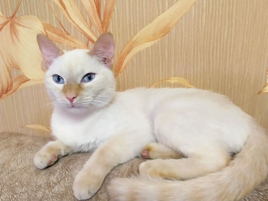 Кошечка рэгдолл