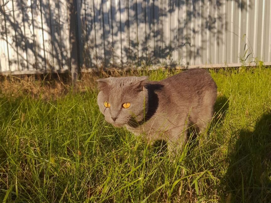 Британко-шотландские котята