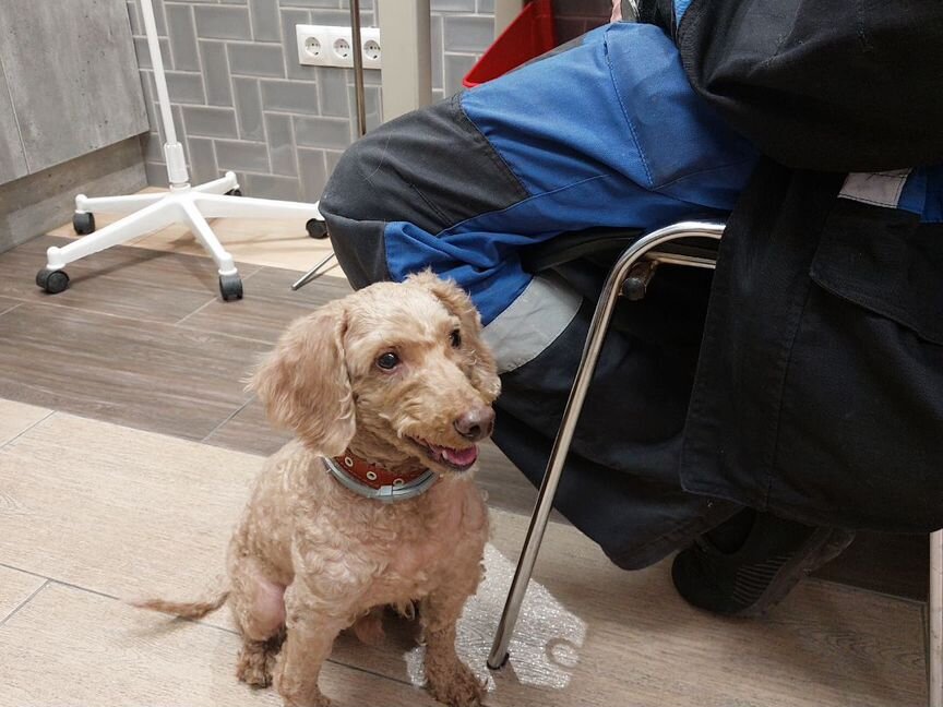 Отдам Карликовый пудель