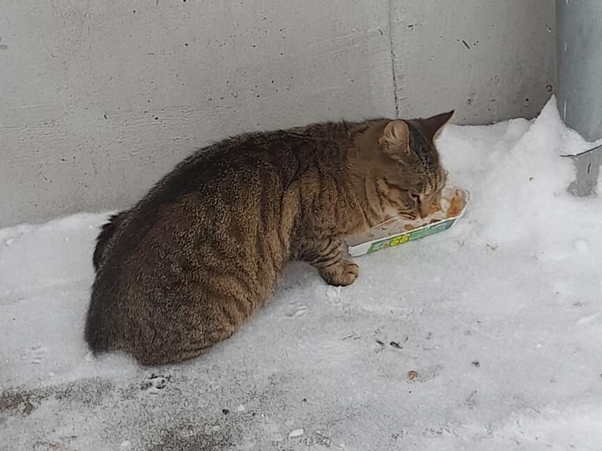 Кошка