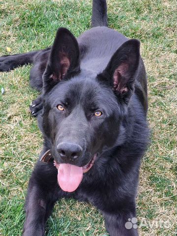 Восточноевропейская овчарка черного окраса