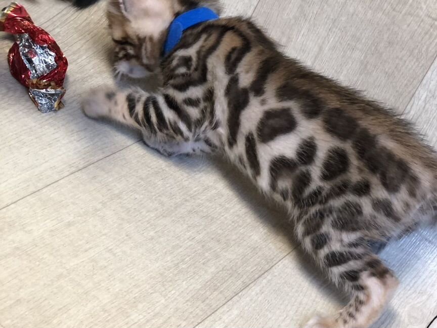 Бенгальские котята с документами