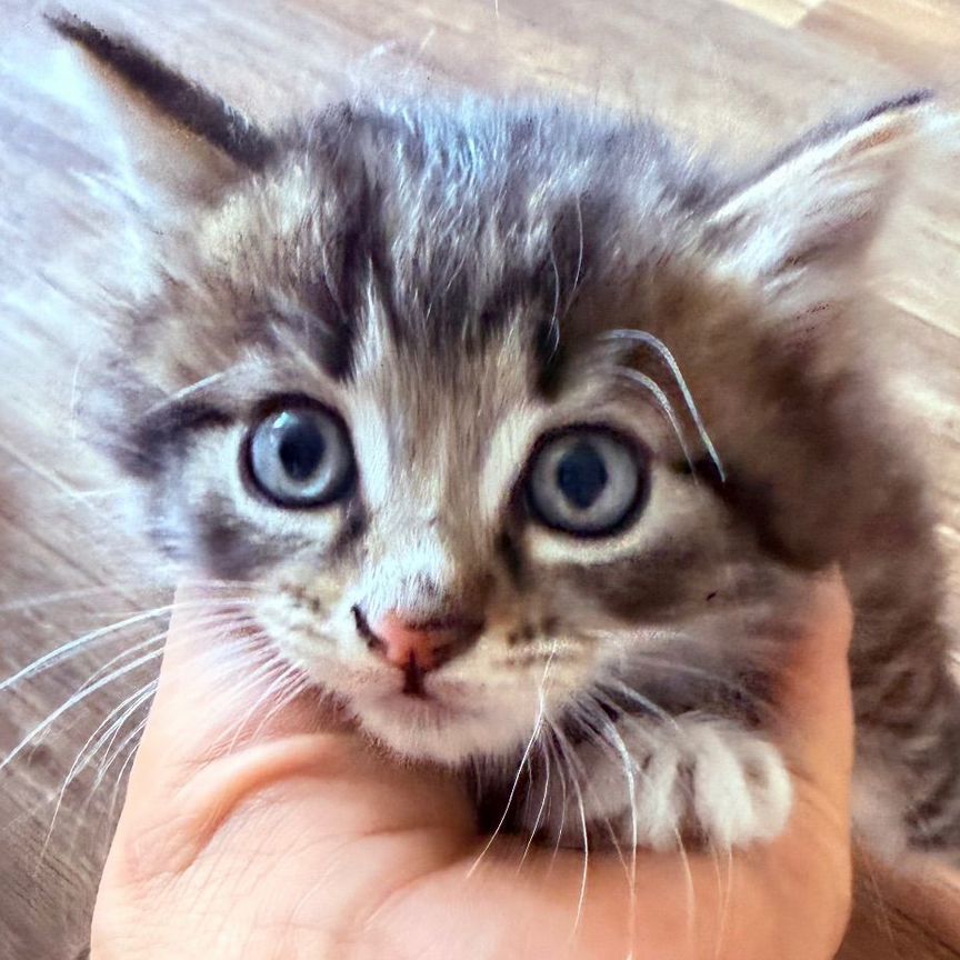 Котёнок в добрые руки