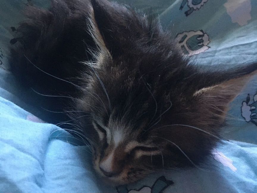 Котенок мейн-кун