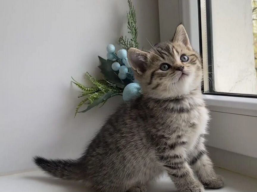 Тигровый пухляш