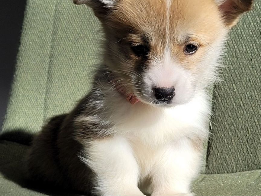 Щенки когда пемброк