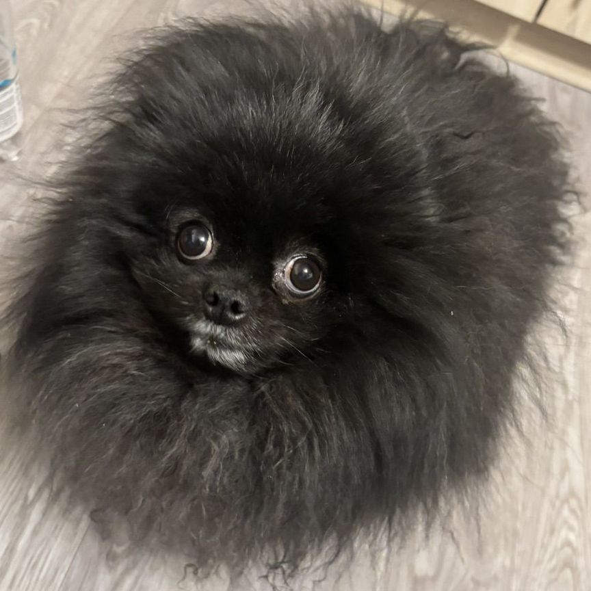 Померанский шпиц, взрослая собака