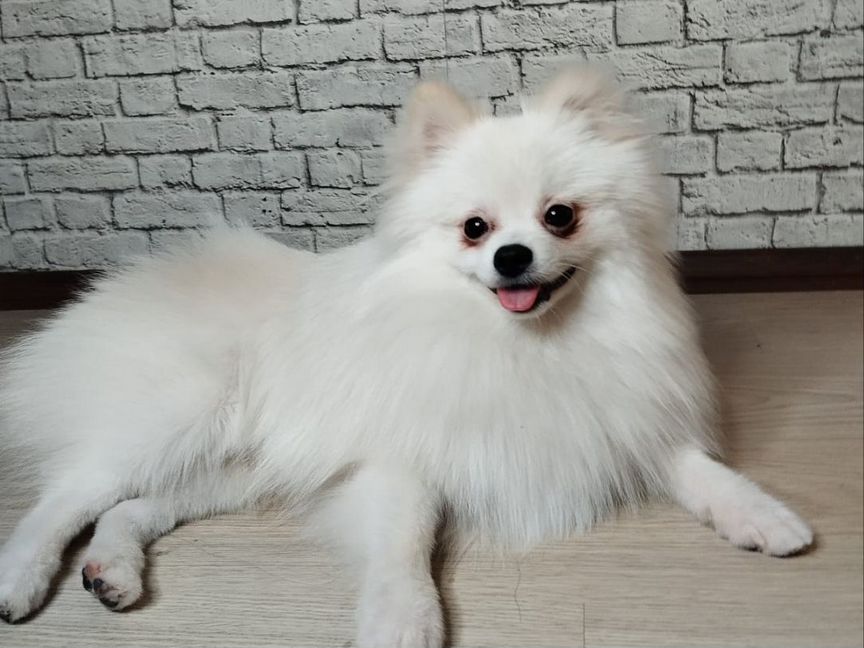 Кобель на вязку