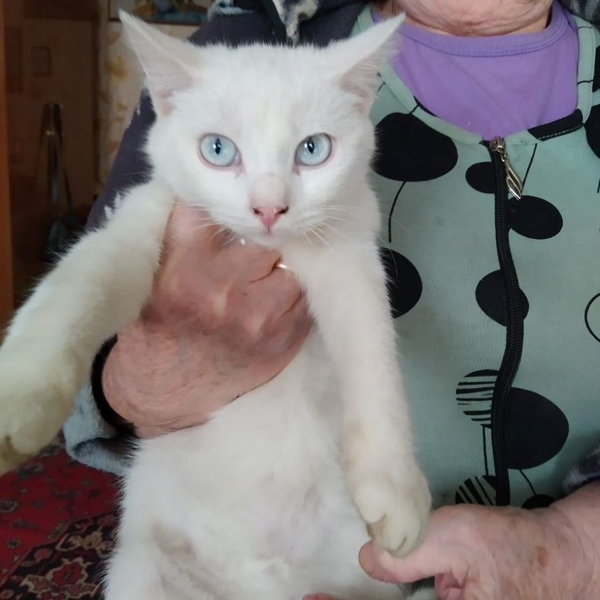 Котята подростки