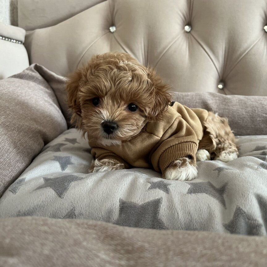 Мальтипу F1 биколор