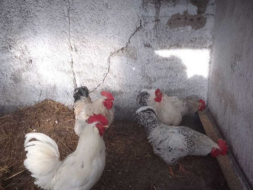 Петушки молодые