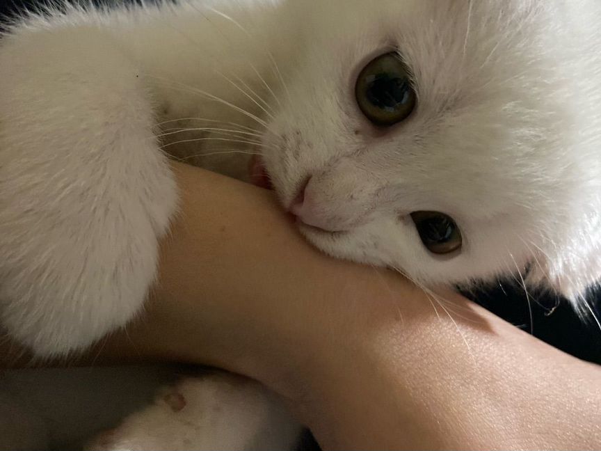 Веслоухая кошка