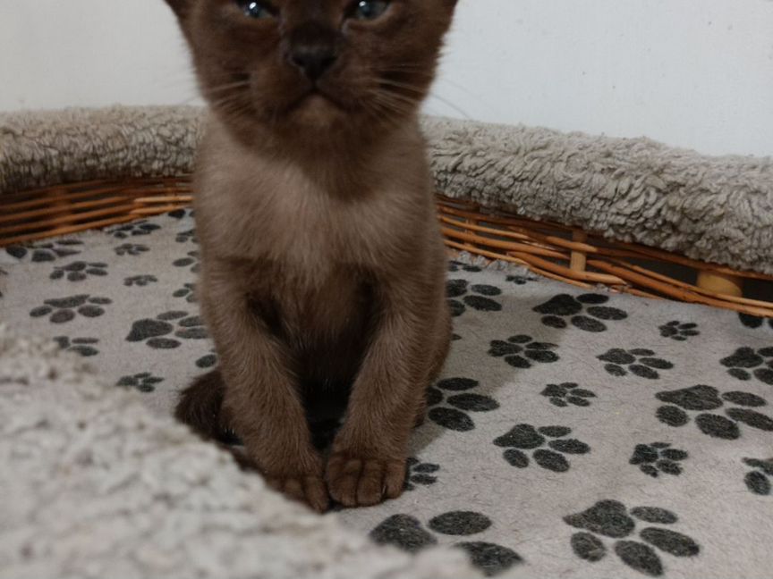 Котята европейской бурмы