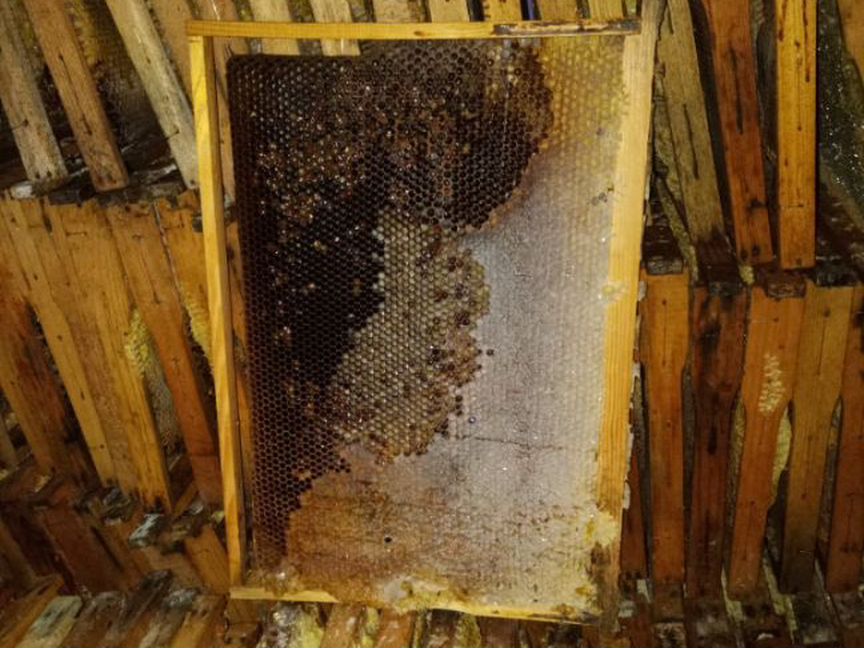 Сушь медовая