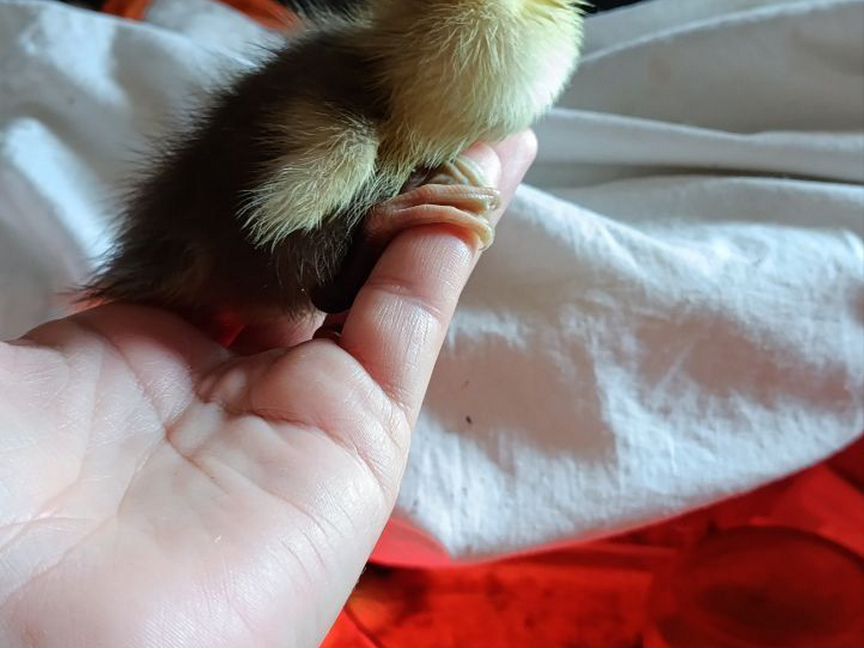 Утята тяжелой линии