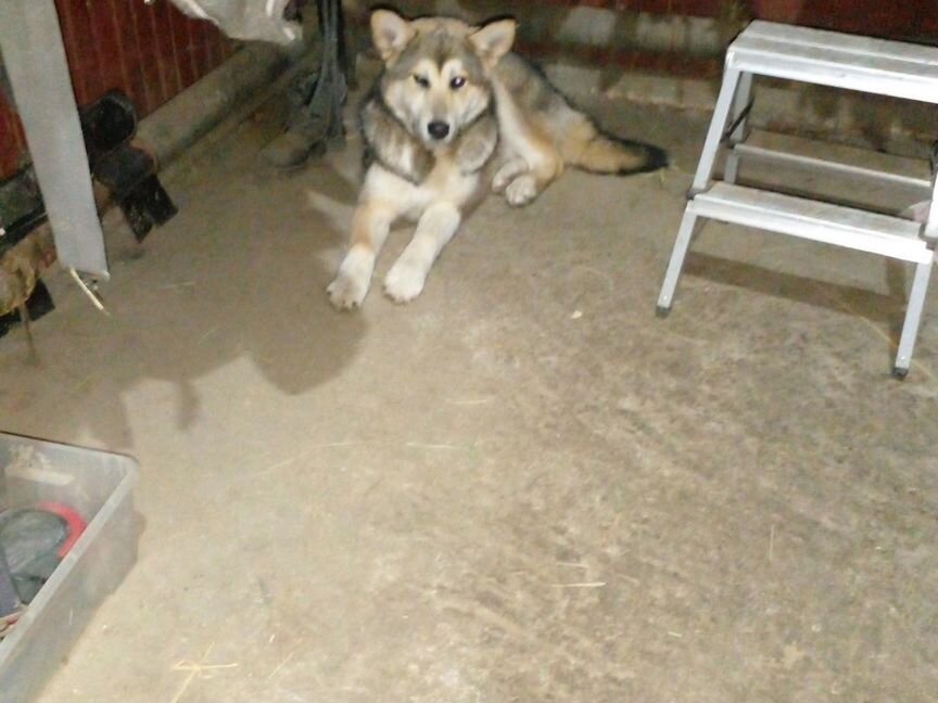 Помесь Аляскинский маламут, акита