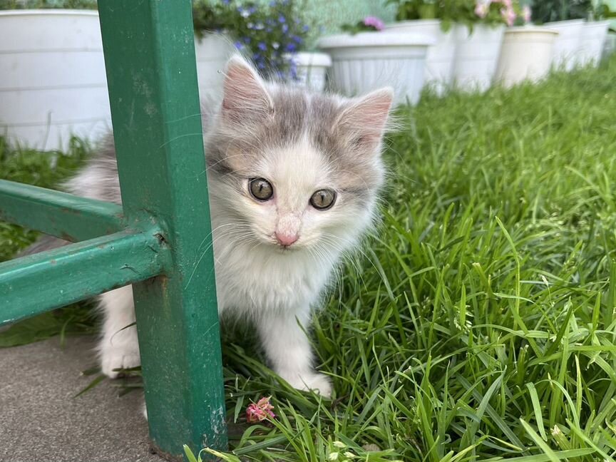 Котята в добрые руки мальчики