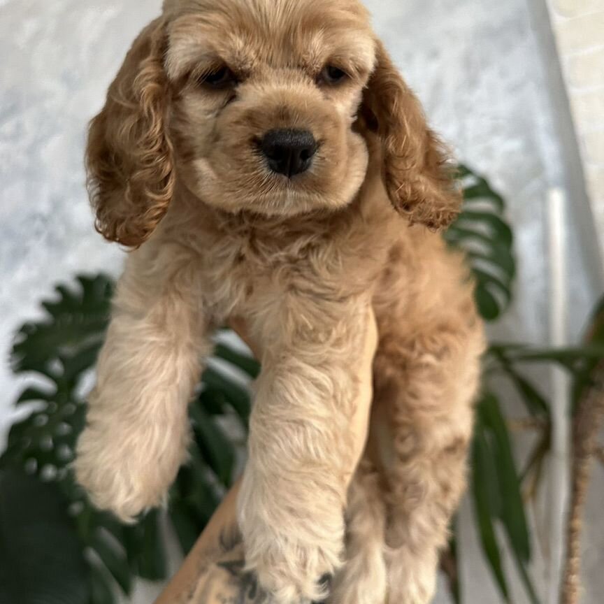 Американский кокер