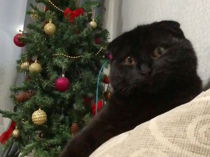Вислоухий кот вязка