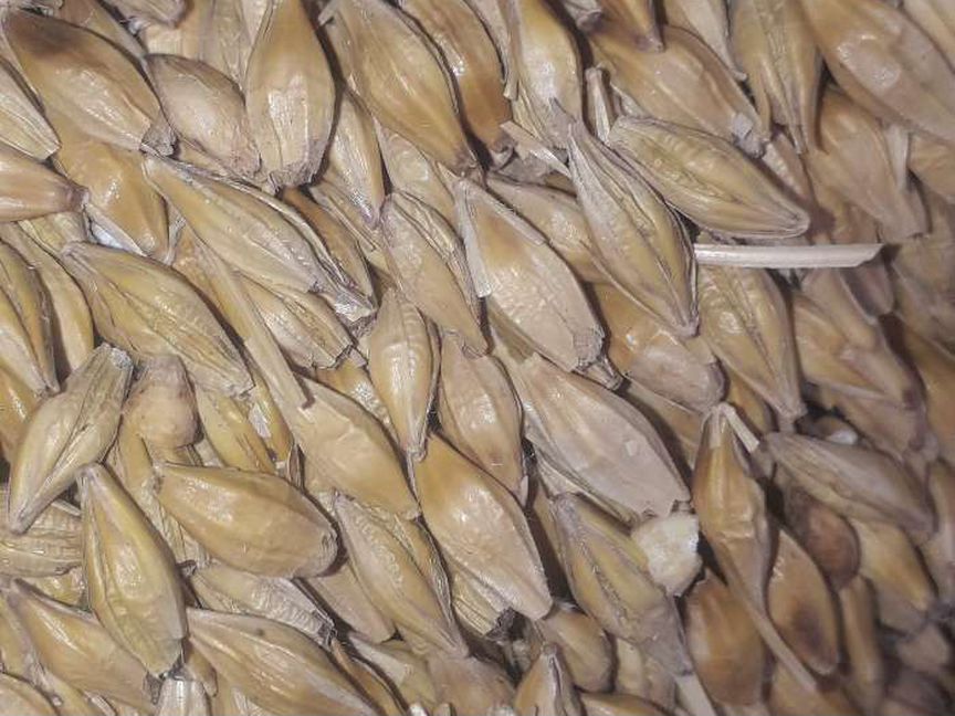 Зерно ячмень