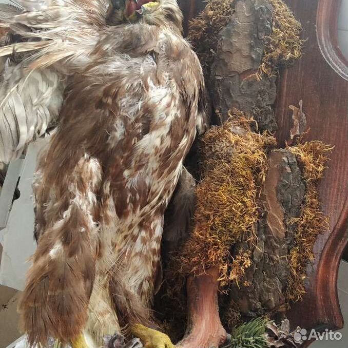 Ворон птица